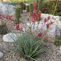 Red Yucca Brake Lights | Shelly Lighting